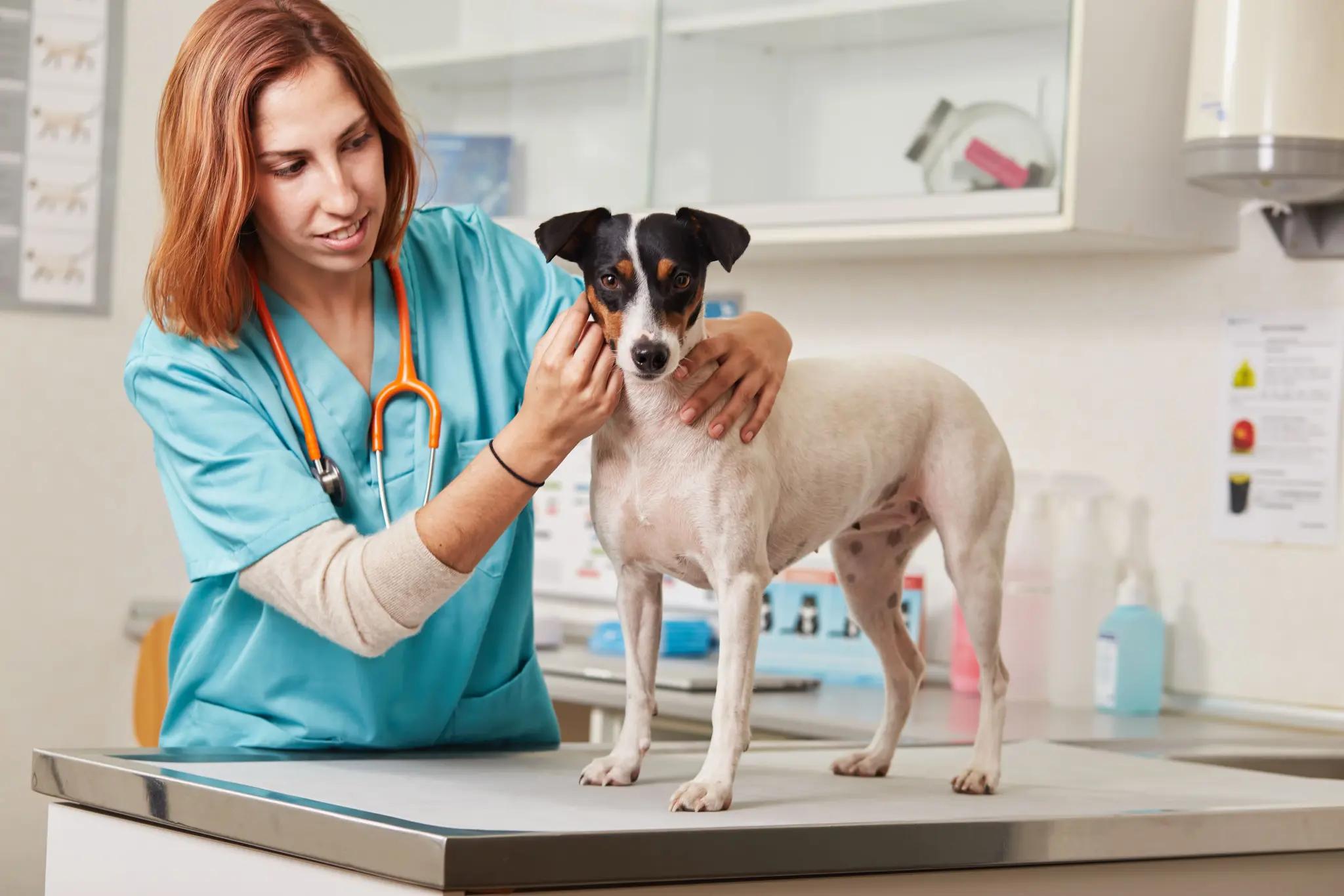 Insulinoma en perros: signos clínicos, diagnóstico y tratamiento