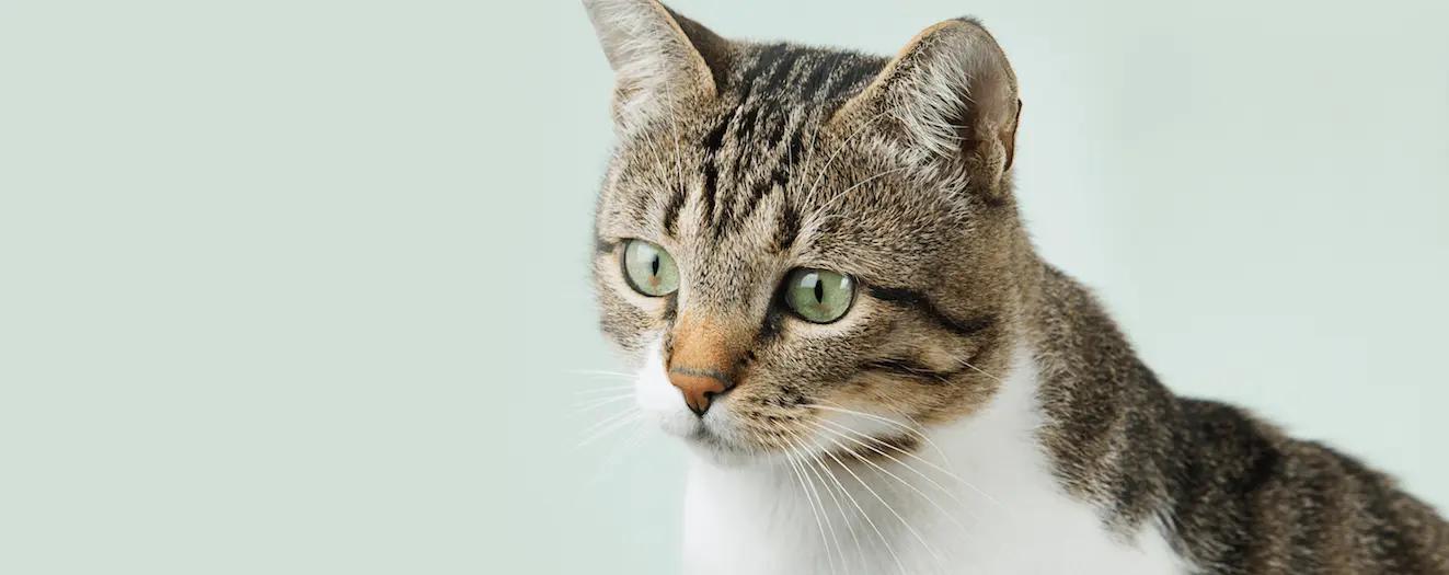 Virus de la leucemia felina