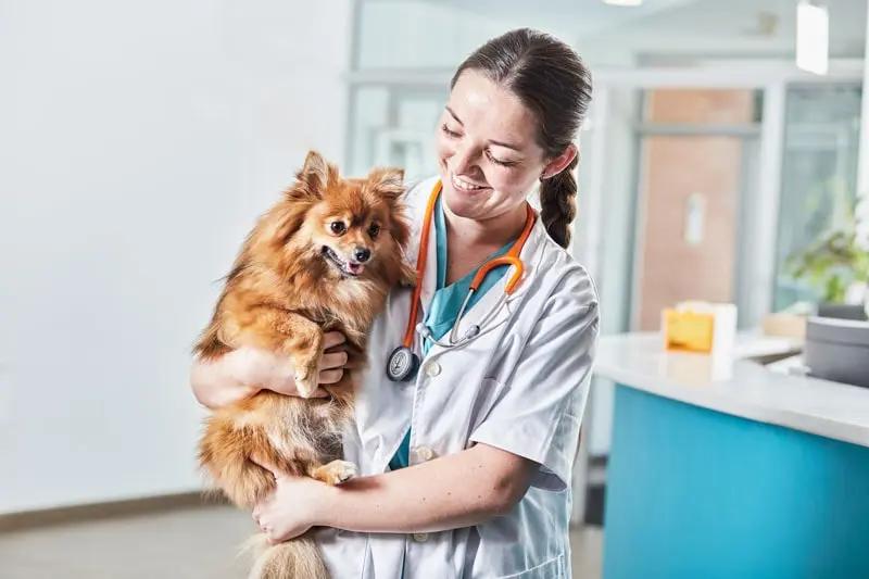 Uveítis en perros: diagnóstico y tratamiento