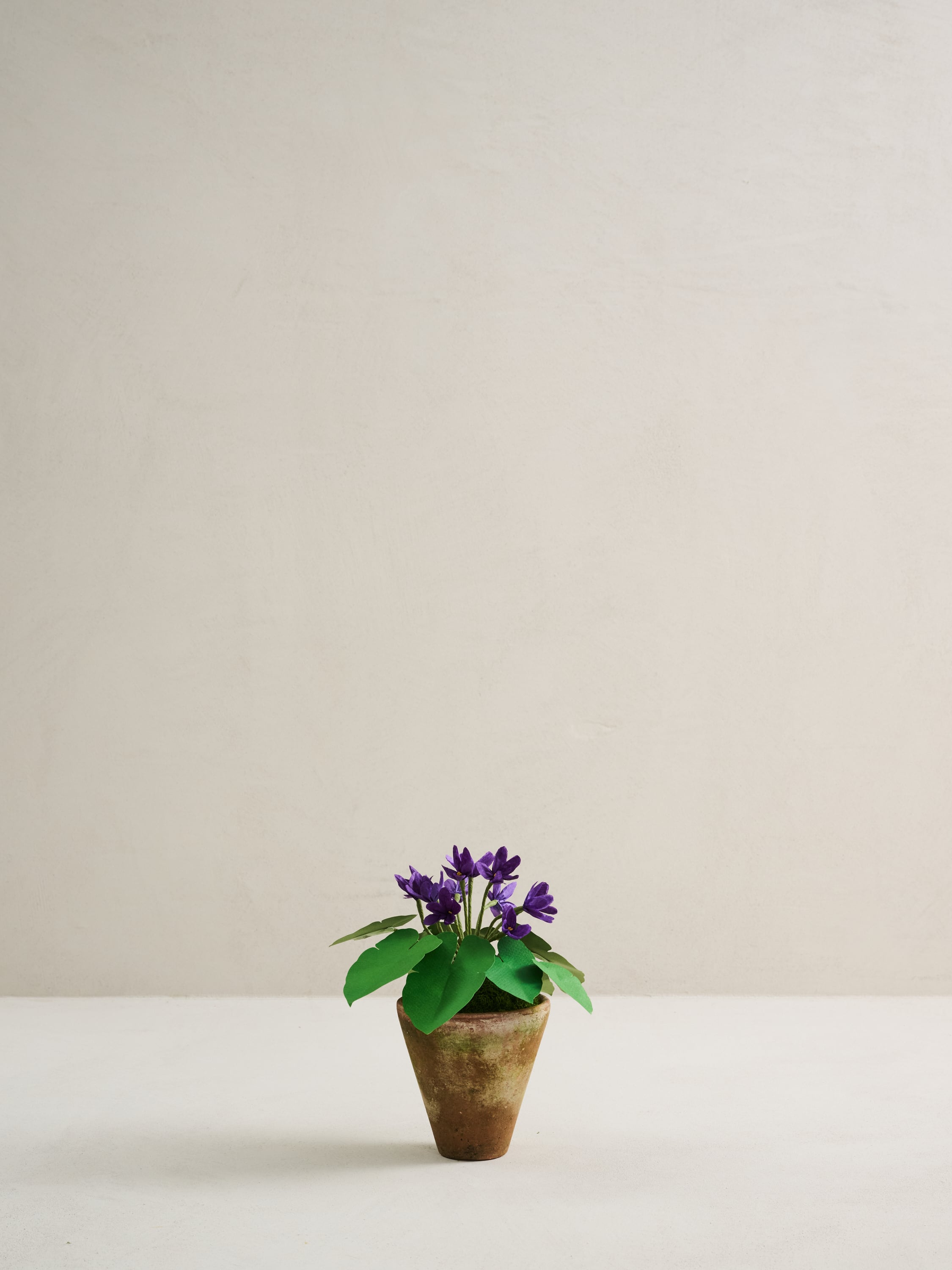 Potted Paper Violet by Livia Cetti | Ken Fulk