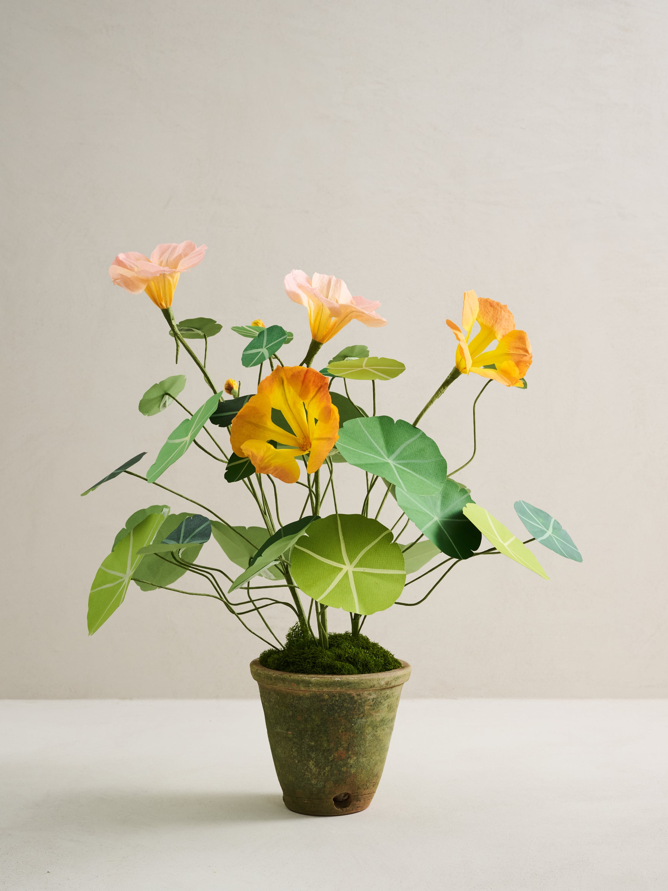 Potted Paper Nasturtium by Livia Cetti | Ken Fulk