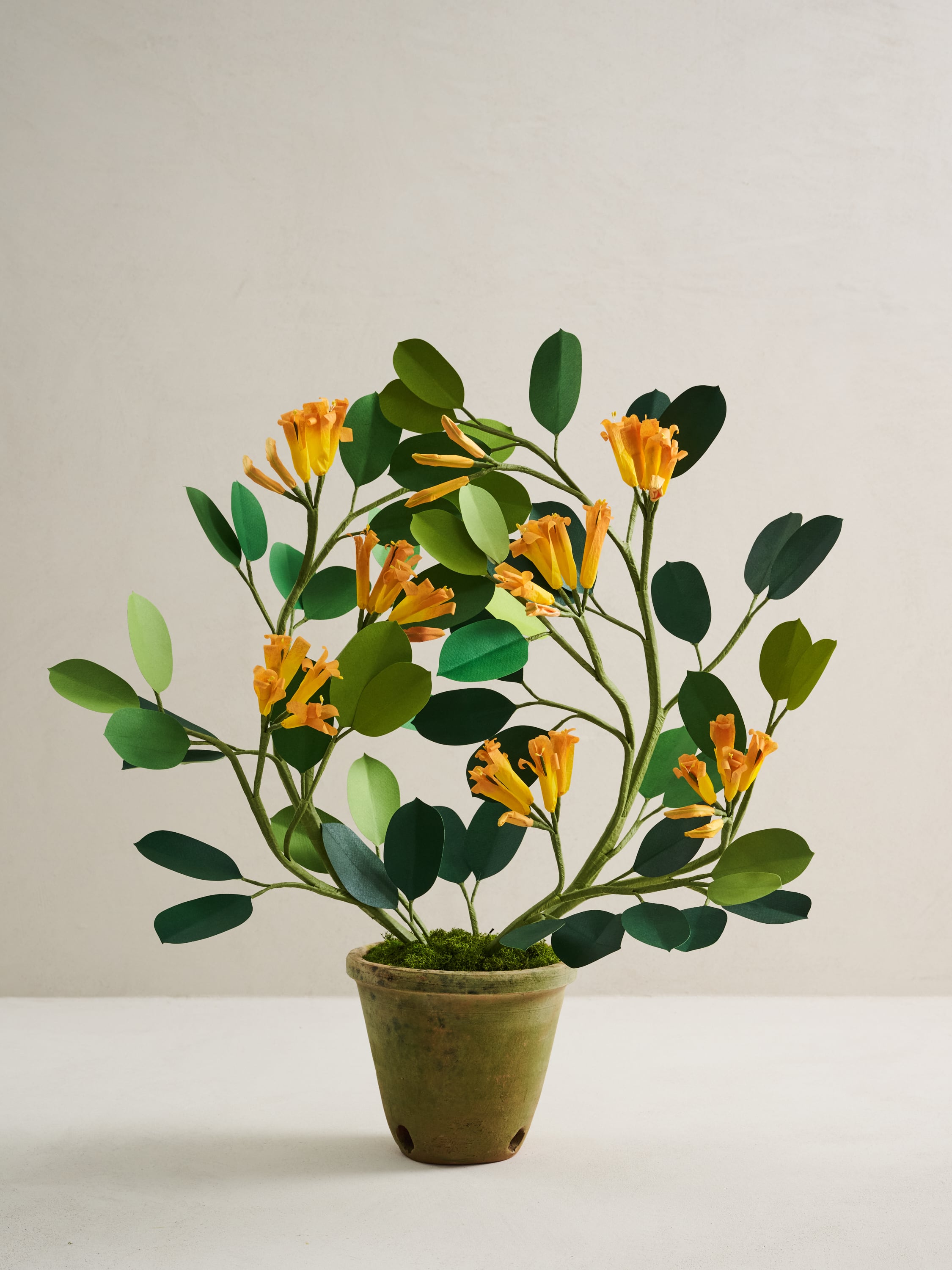 Potted Paper Honeysuckle by Livia Cetti | Ken Fulk