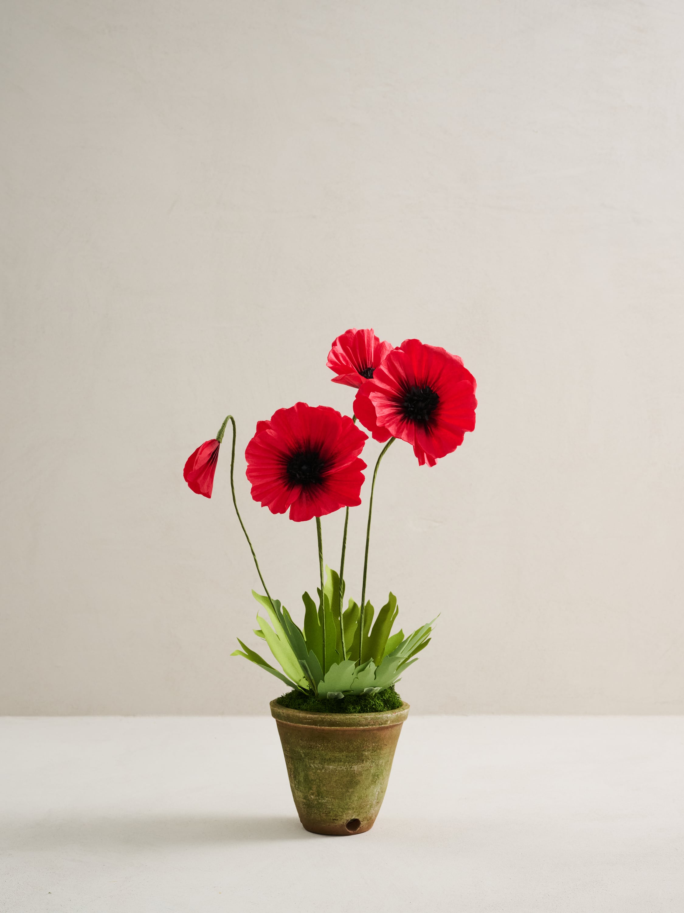 Potted Paper Oriental Poppy by Livia Cetti | Ken Fulk