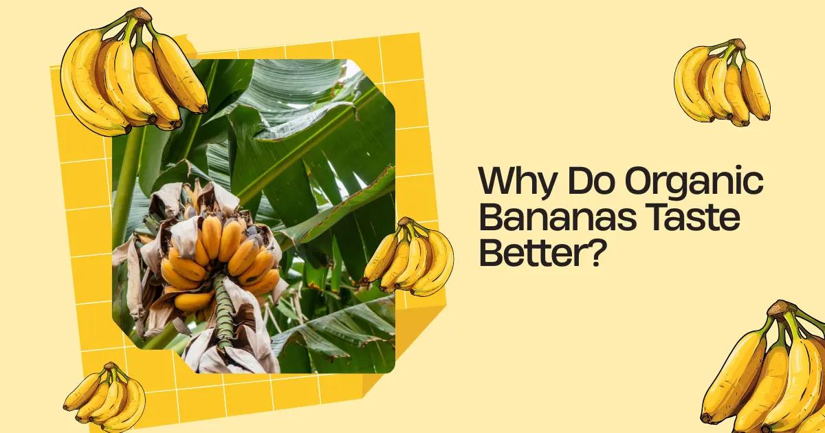 Why Do Organic Bananas Taste Better? The Real Answer | pH of Banana