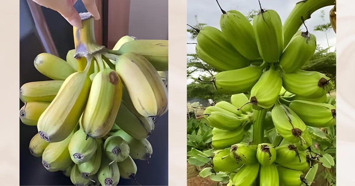 Samoan Banana Guide: What is Fa'i & How to Cook It | pH of Banana