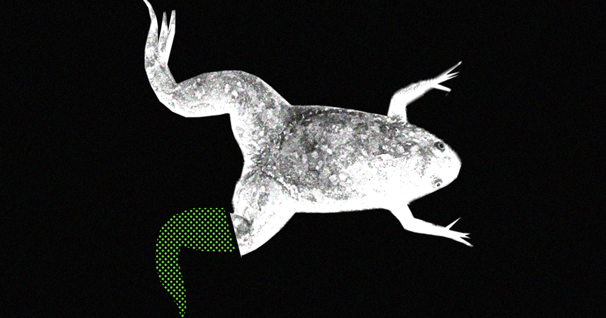Scientists Regrew a Frog’s Amputated Leg Using Drug at Wound Site | The ...