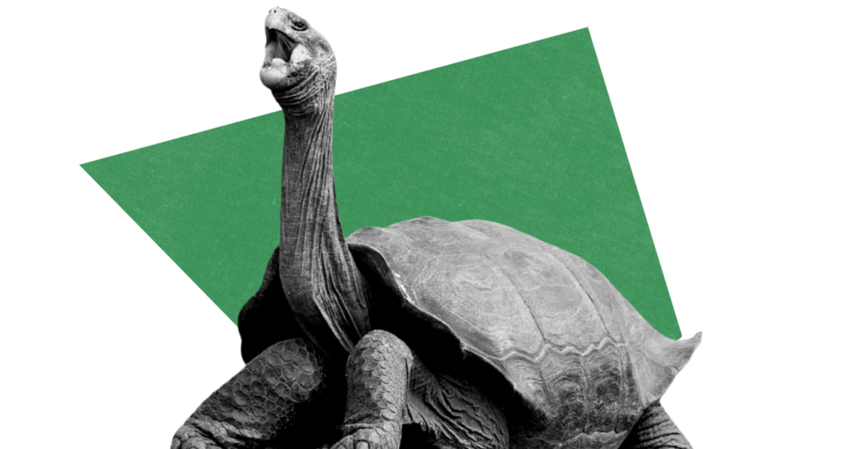 giant tortoise found