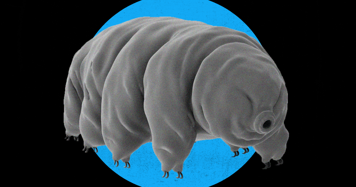 Scientists Discover a ‘Once in a Generation’ Fossil of Tardigrades ...