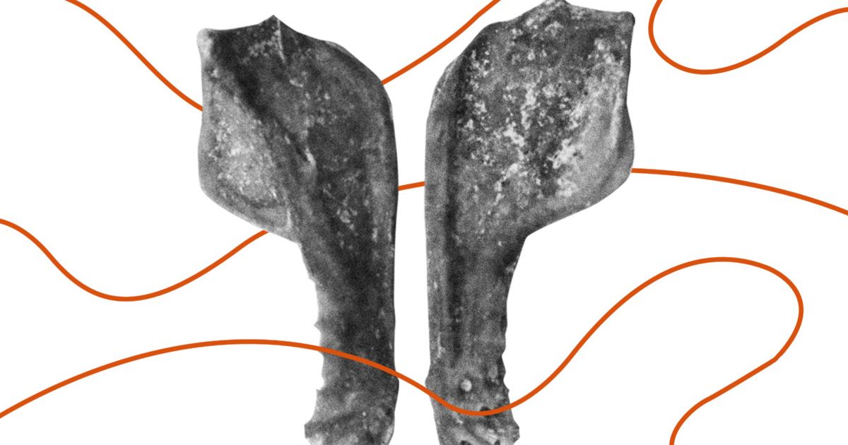 Scientists Found Remains of a ‘Giant Vampire Bat’ From 100,000 Years ...