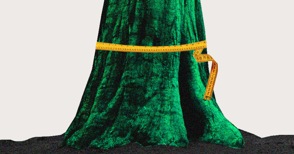 Trees Are Getting Bigger Due to Climate Change, Shows Study | The Swaddle