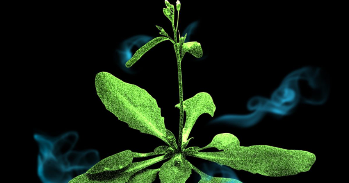 Plants Can ‘Warn’ Their Neighbors of a Herbivore Attack | The Swaddle