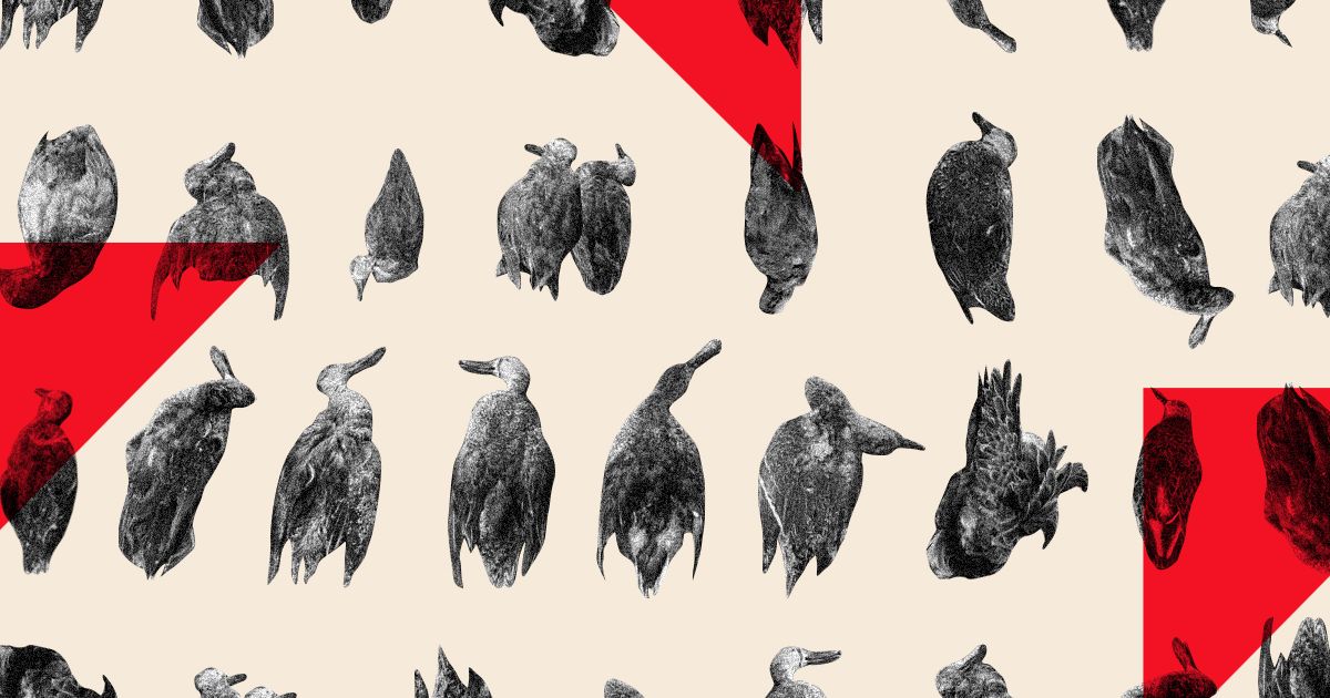Mass Bird Deaths Are Increasing in Frequency and Magnitude. Why? | The ...