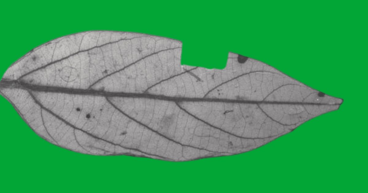 Study of 23 Million‑Year‑Old Mummified Leaves Shows How Plants Might ...