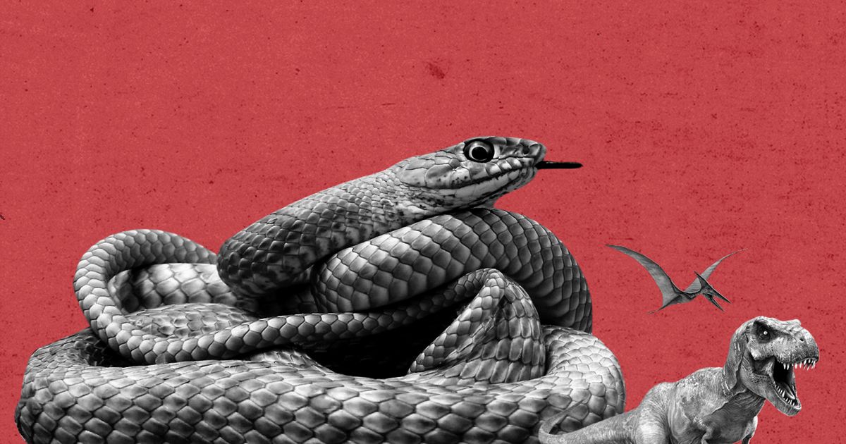 When Dinosaurs Went Extinct, Snakes Took Over | The Swaddle