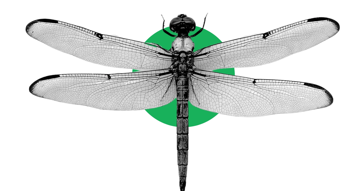 are dragonflies attracted to color