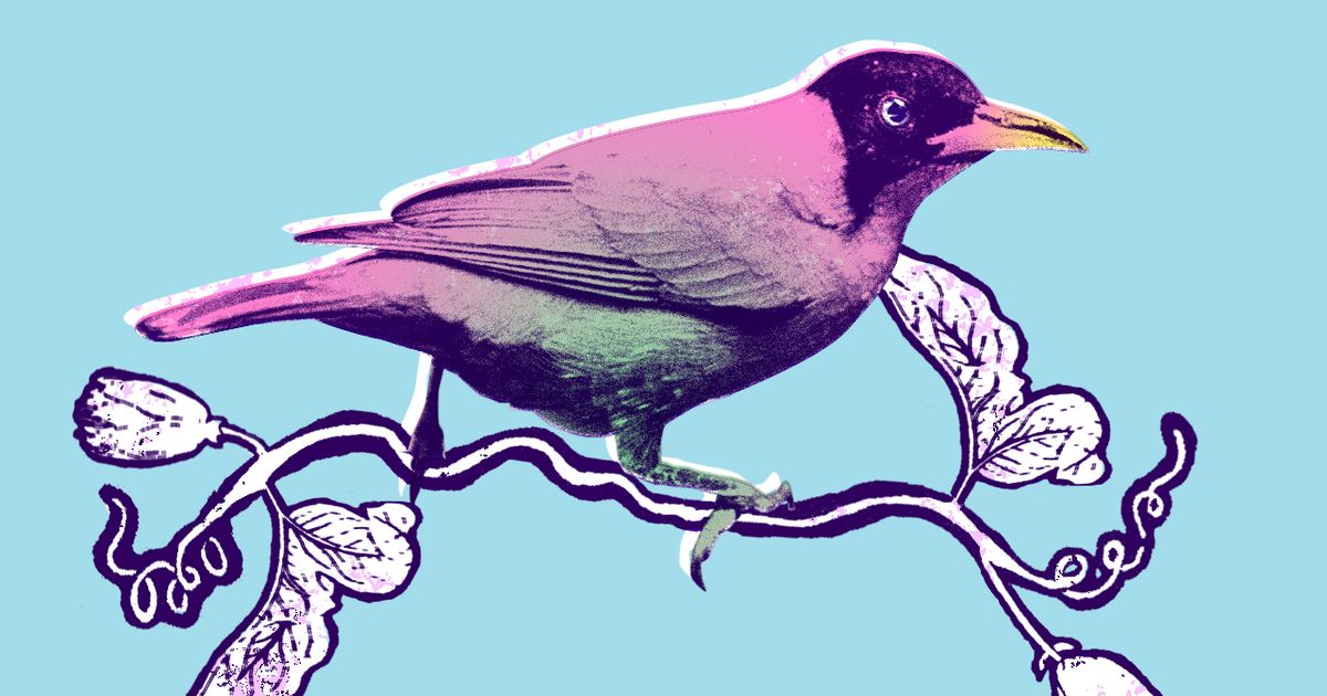 A Bird Sighting Just Reaffirmed That Nature Is Queer | The Swaddle