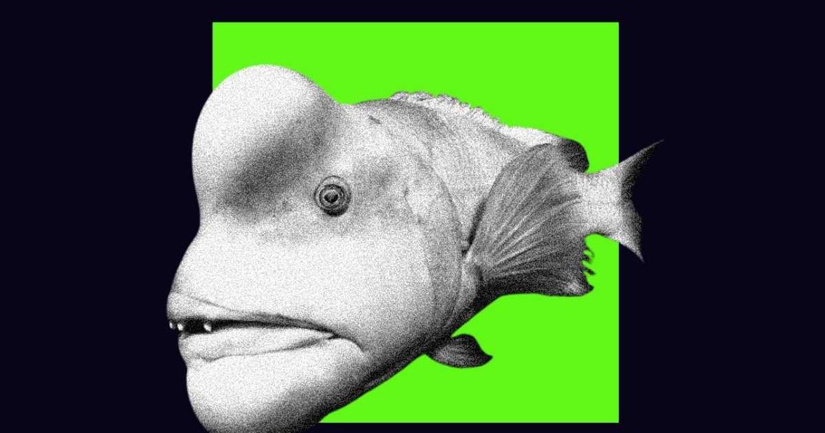 Reef Fishes Thought to Be ‘Ugly’ Are More Endangered Than ‘Pretty’ Ones ...