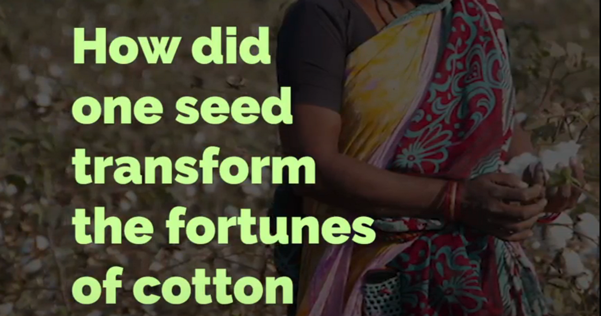 How Did One Seed Transform the Fortunes of Cotton Farmers in India ...