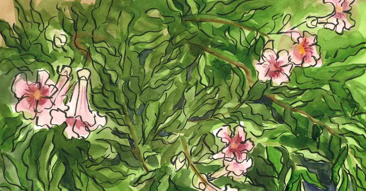 Bignonia rosa o arbusto de Pandora - Carmen Marcos