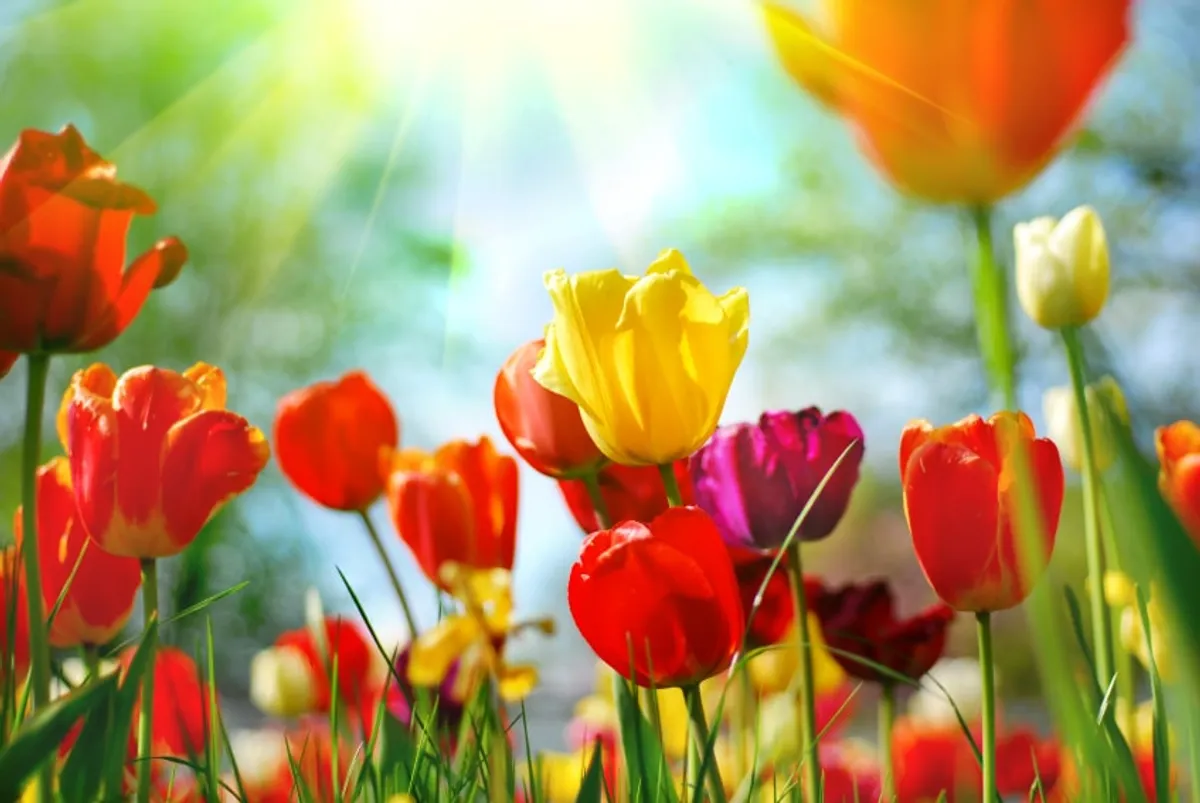 Foods You Should Eat in Spring in Milwaukee, Wisconsin | Acupuncture ...
