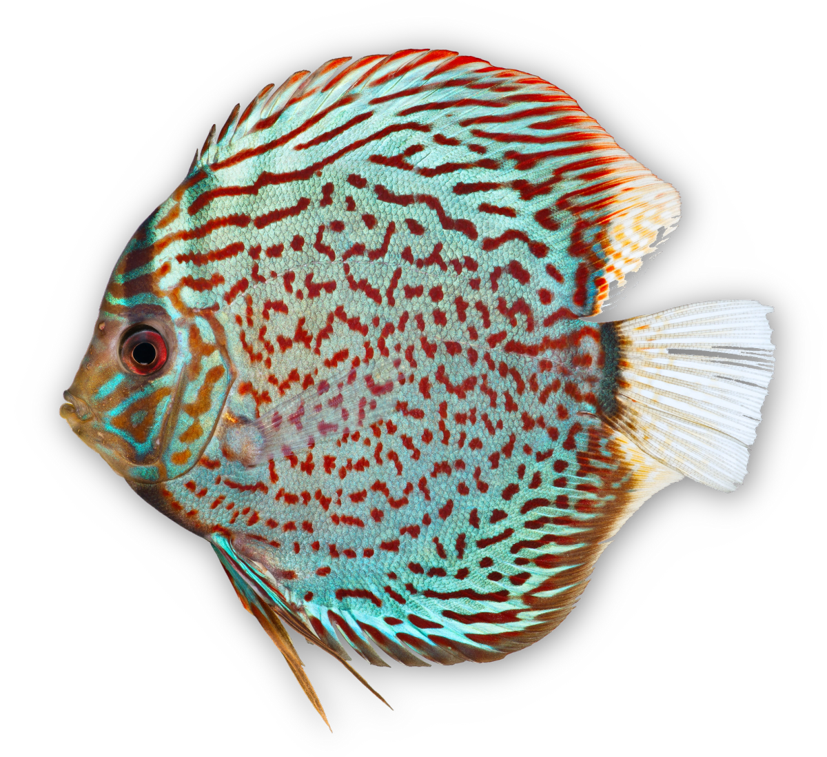 Simply Fish | Home