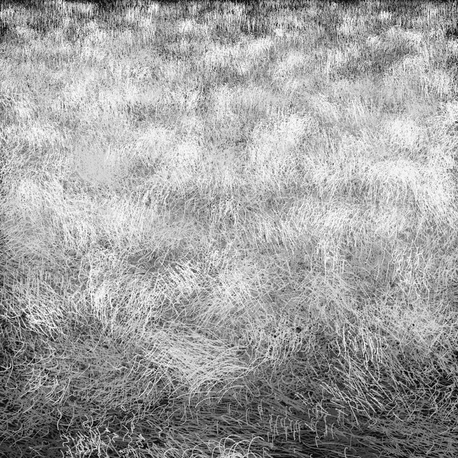 Texture Study: Dormant Grass | Tyler Hobbs