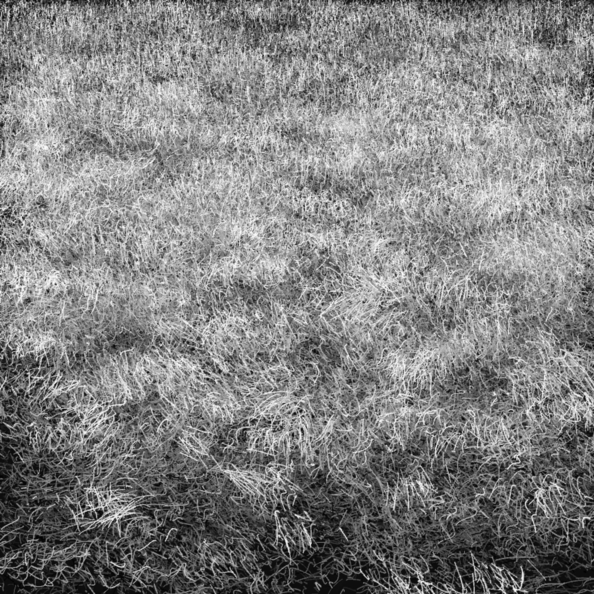 Dormant Grass Study | Tyler Hobbs