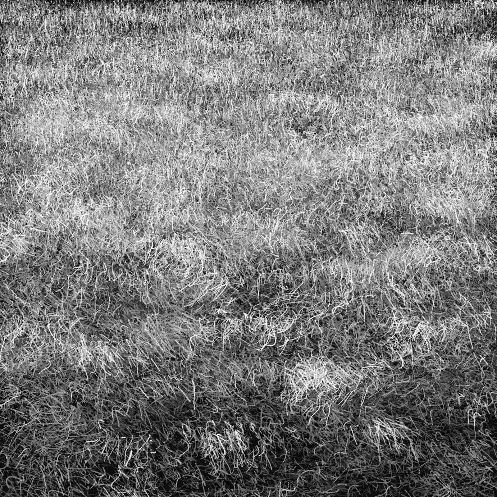 Texture Study: Dormant Grass | Tyler Hobbs