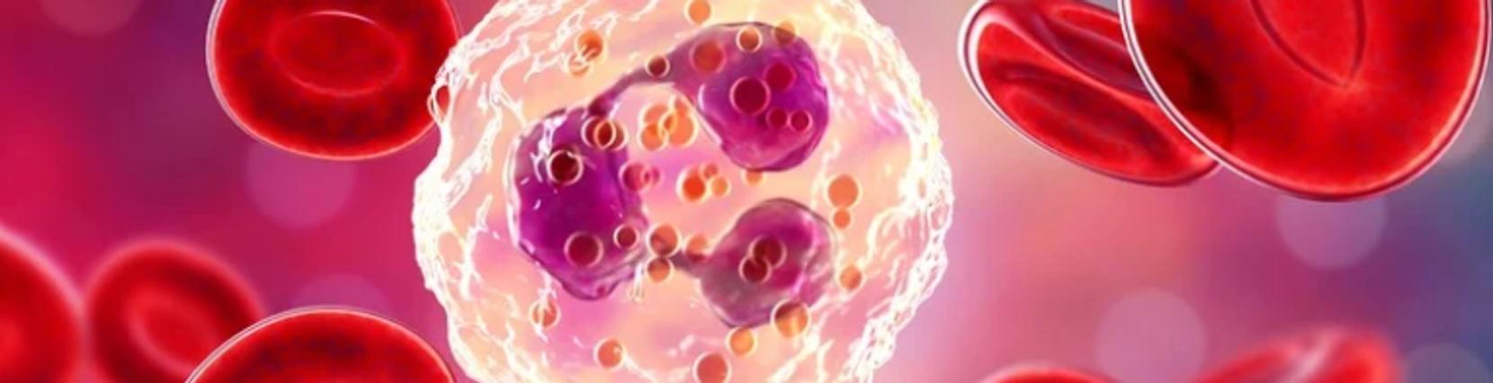 Avacopan para o Tratamento das Vasculites ANCA-associadas