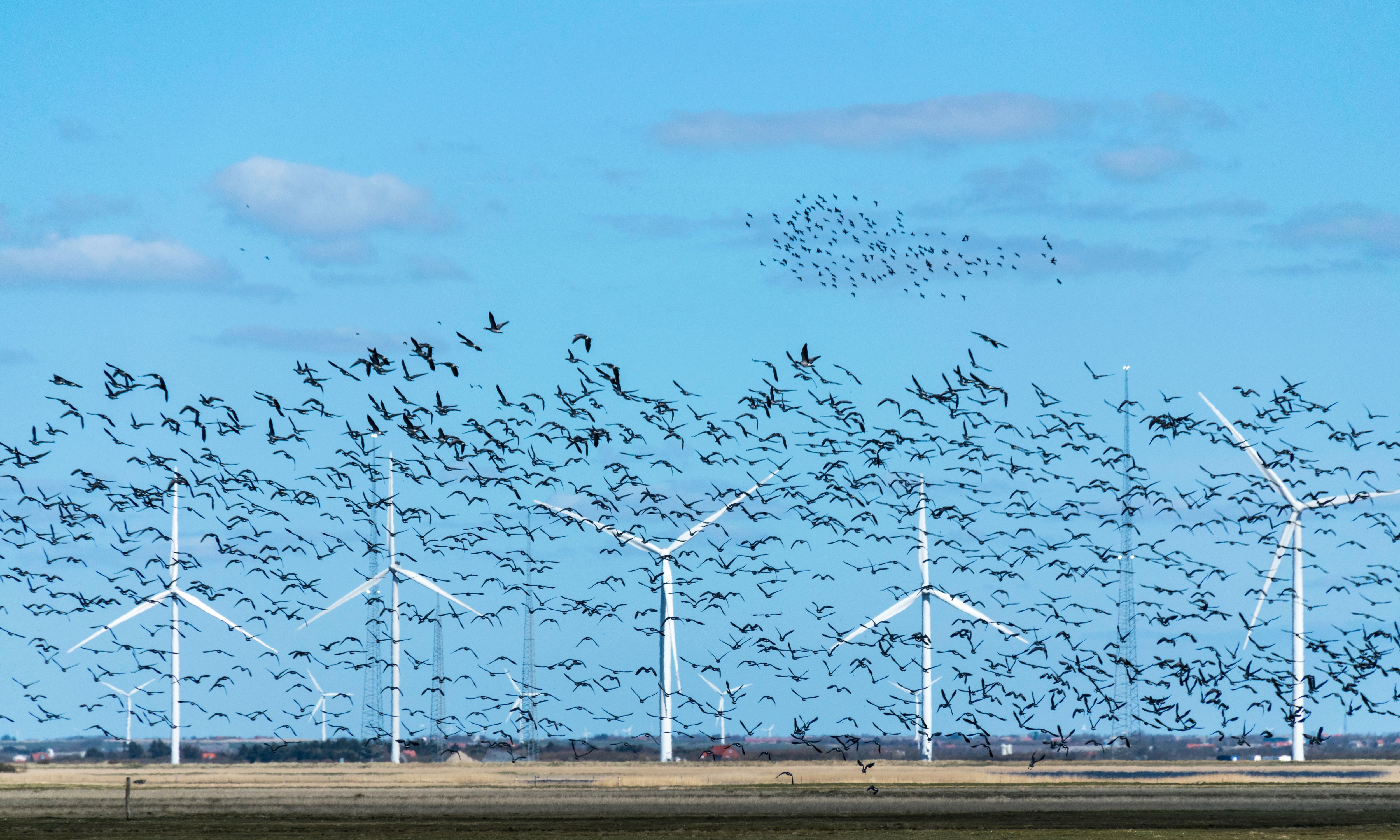 Migratory birds | BirdLife DataZone