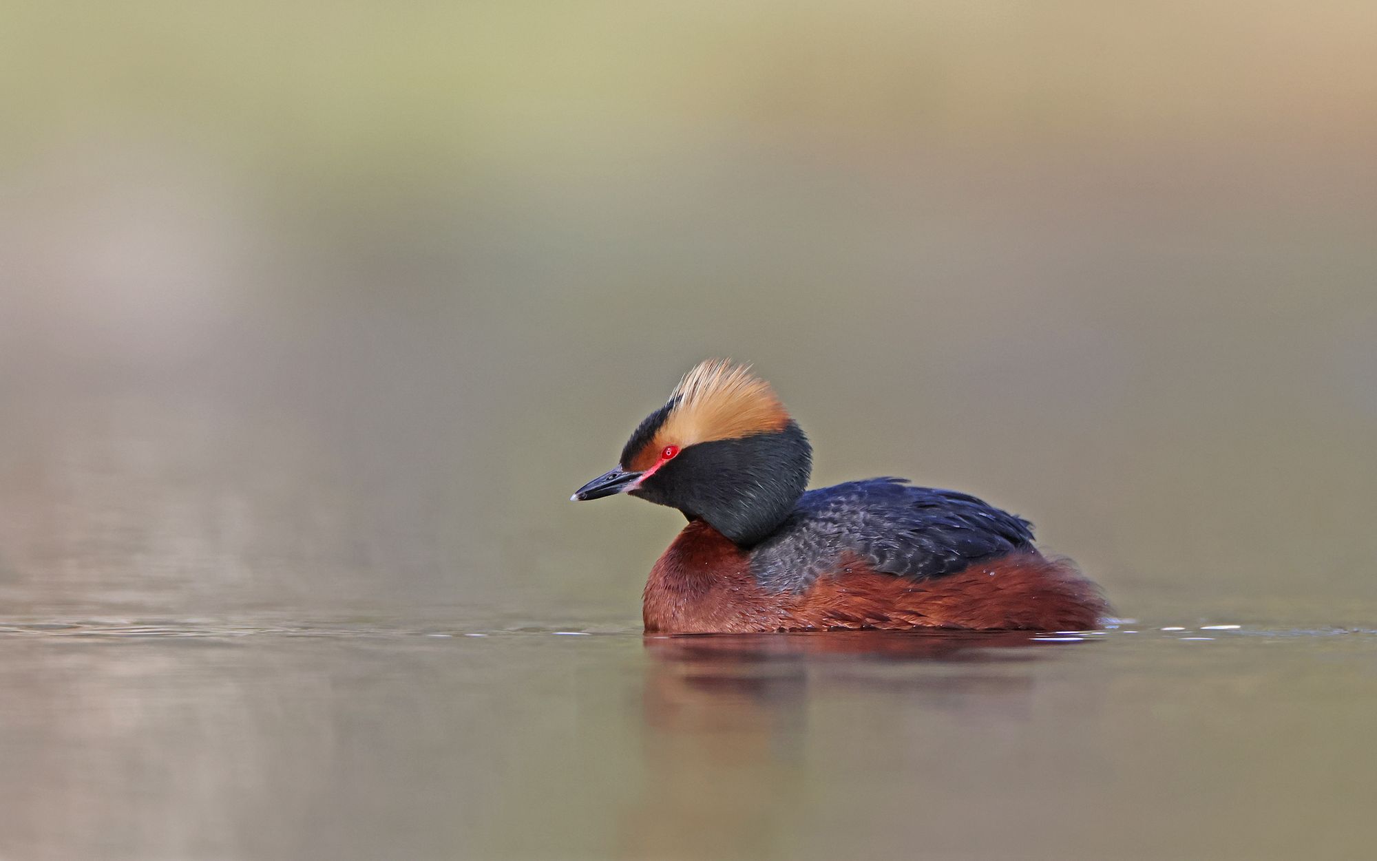 The IUCN Red List | BirdLife DataZone