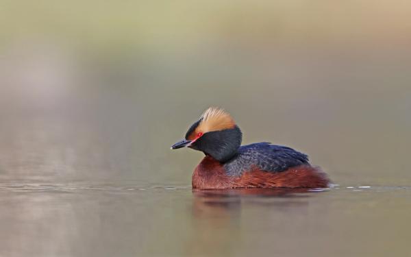 The IUCN Red List | BirdLife DataZone