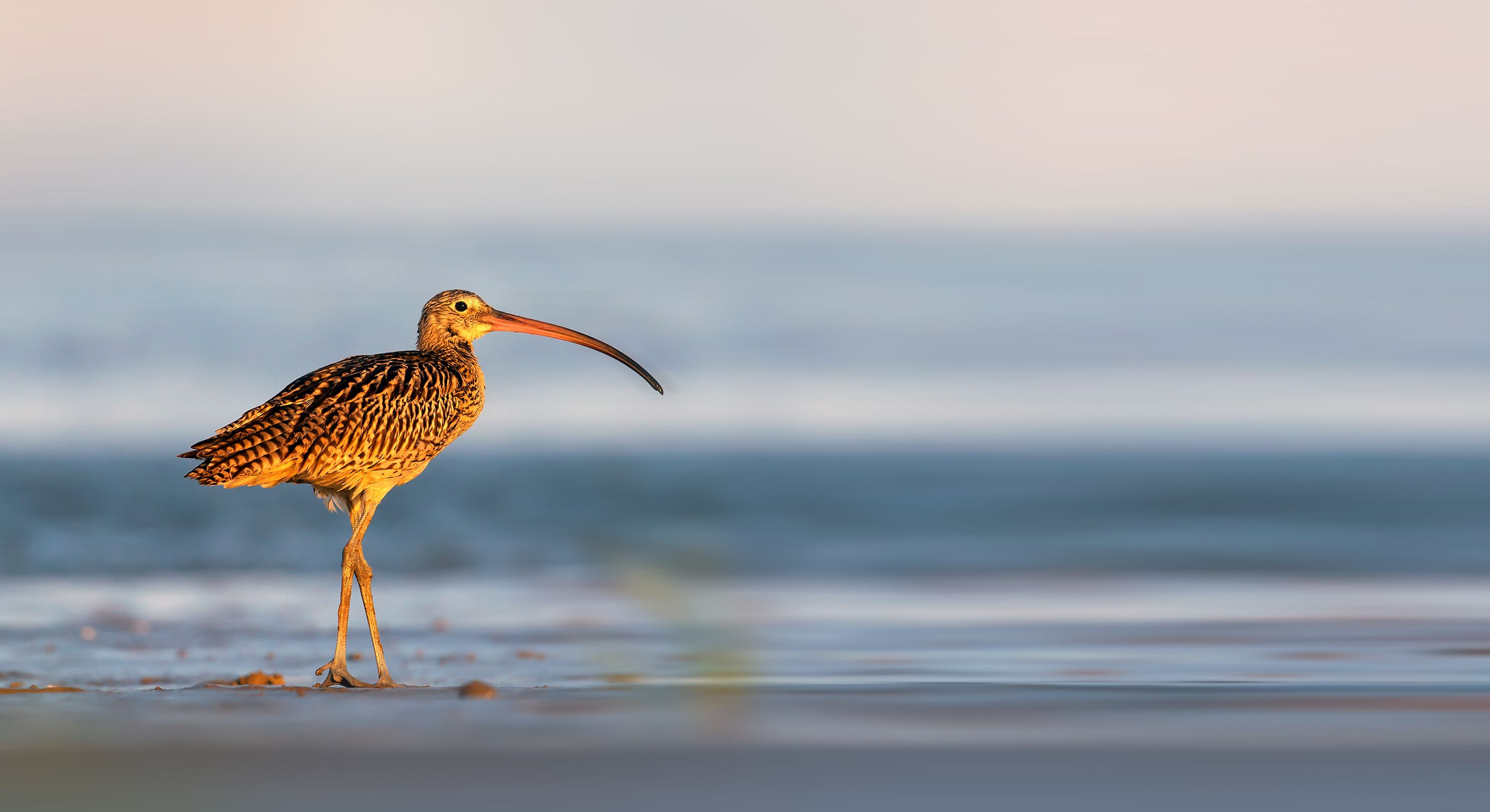 Waterbirds are showing widespread declines, particularly in Asia ...