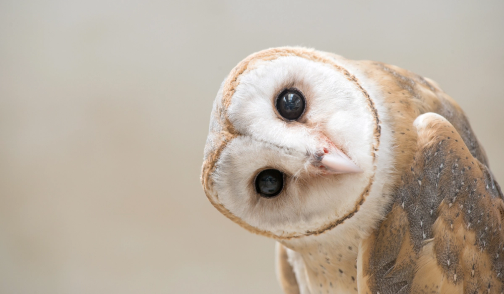 Over 13,600 Important Bird and Biodiversity Areas have been identified ...