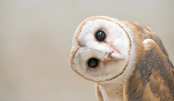 Banded Ground-cuckoo Neomorphus Radiolosus Species Factsheet | BirdLife ...