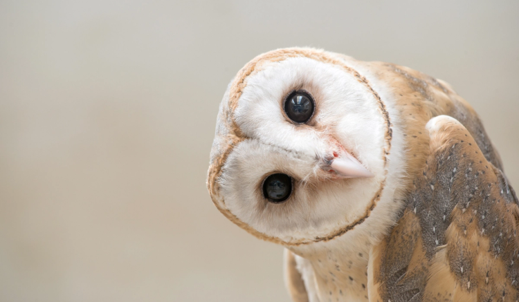 Greater Bird-of-paradise Paradisaea Apoda Species Factsheet | BirdLife ...