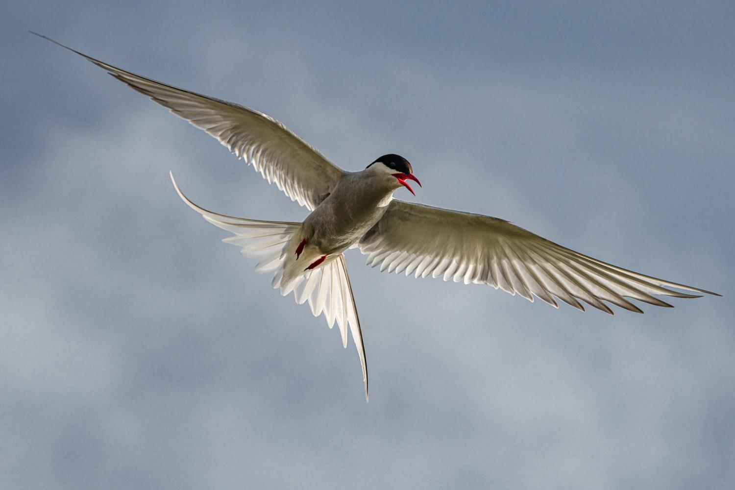 Migrating birds know no boundaries | BirdLife DataZone