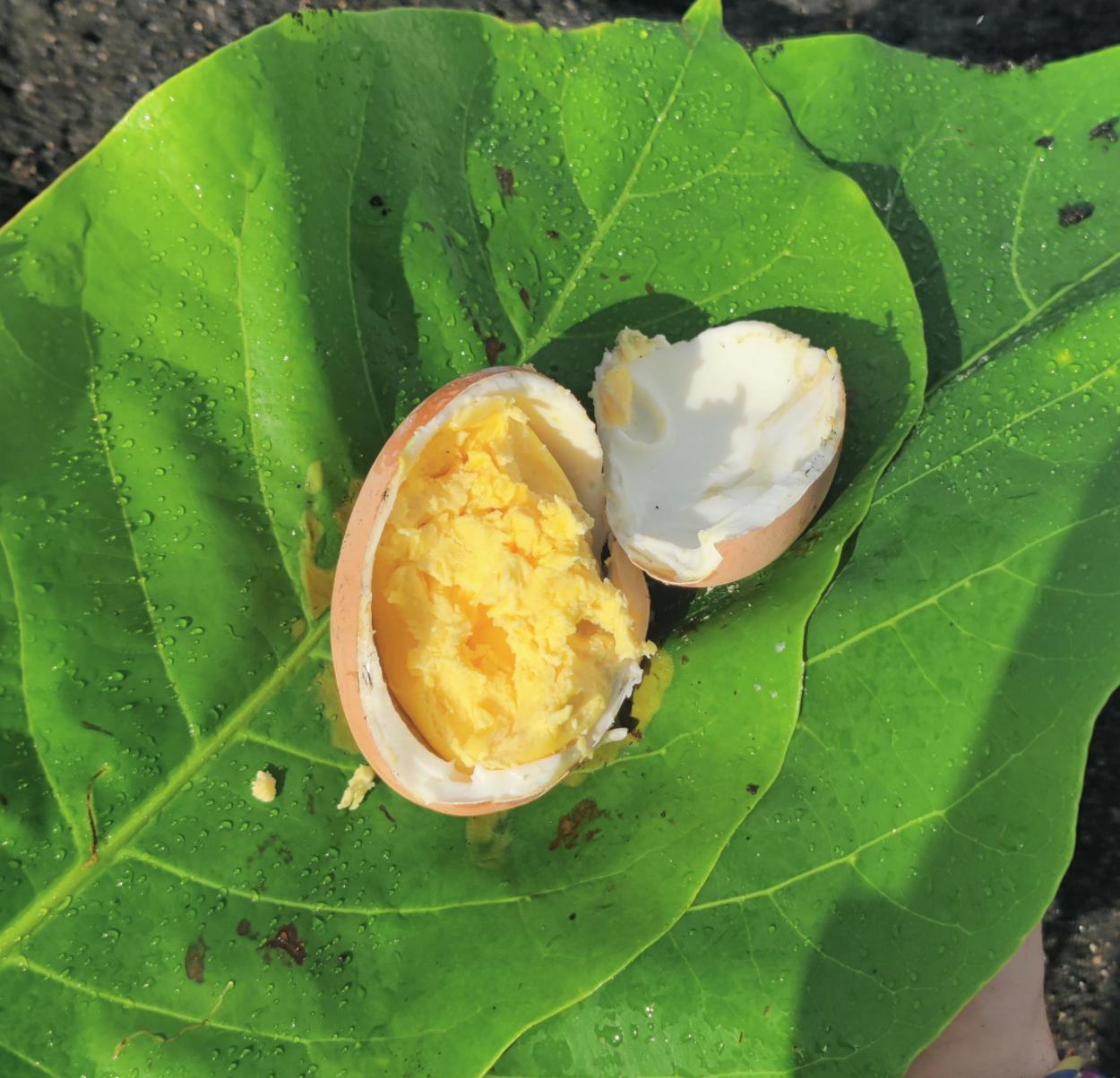 Megapode eggs are an important source of food to many Indo-Pacific ...