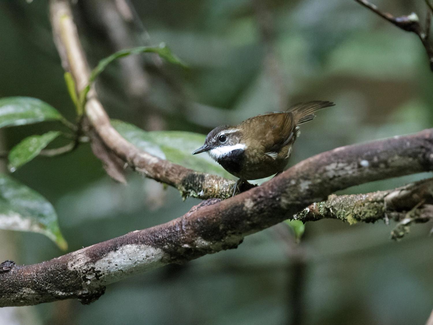 The Action Plan for Australian Birds 2020 reveals that one in six are ...