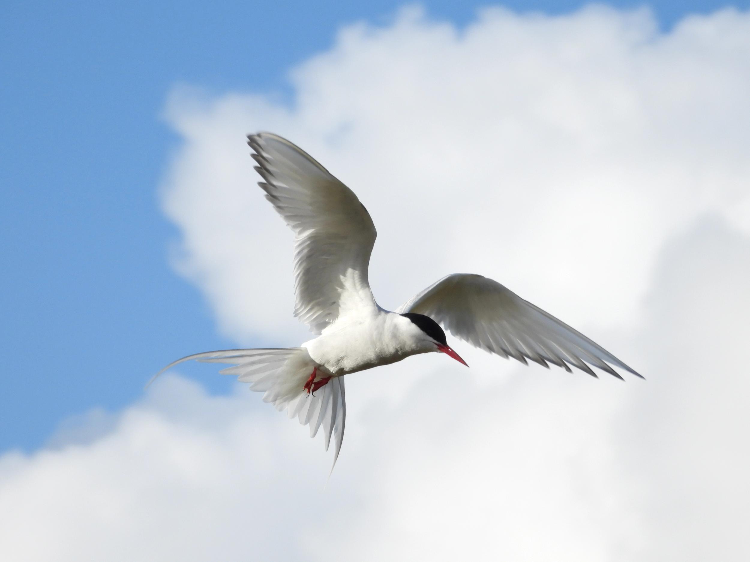 Six marine flyways identified from seabird tracking data | BirdLife ...