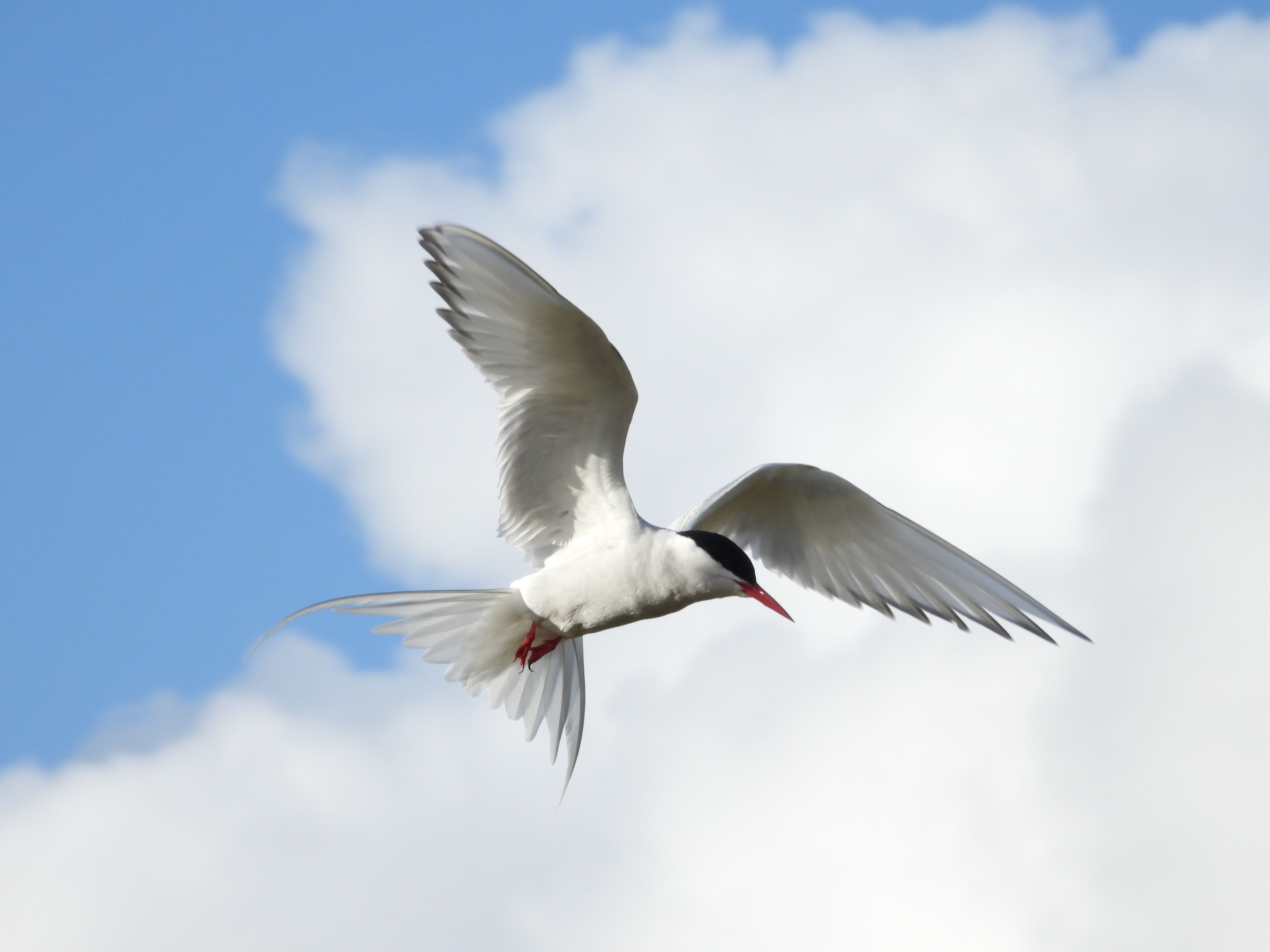 State of the World’s Birds 2025 Update | BirdLife DataZone