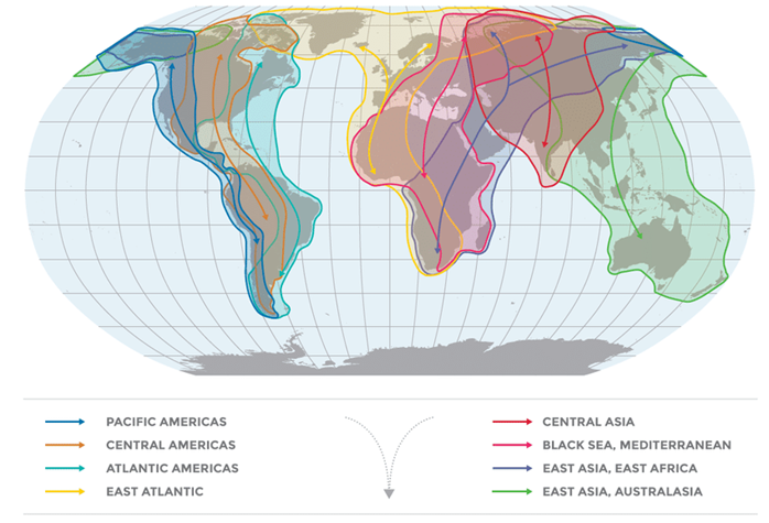 The flyways concept can help coordinate global efforts to conserve ...