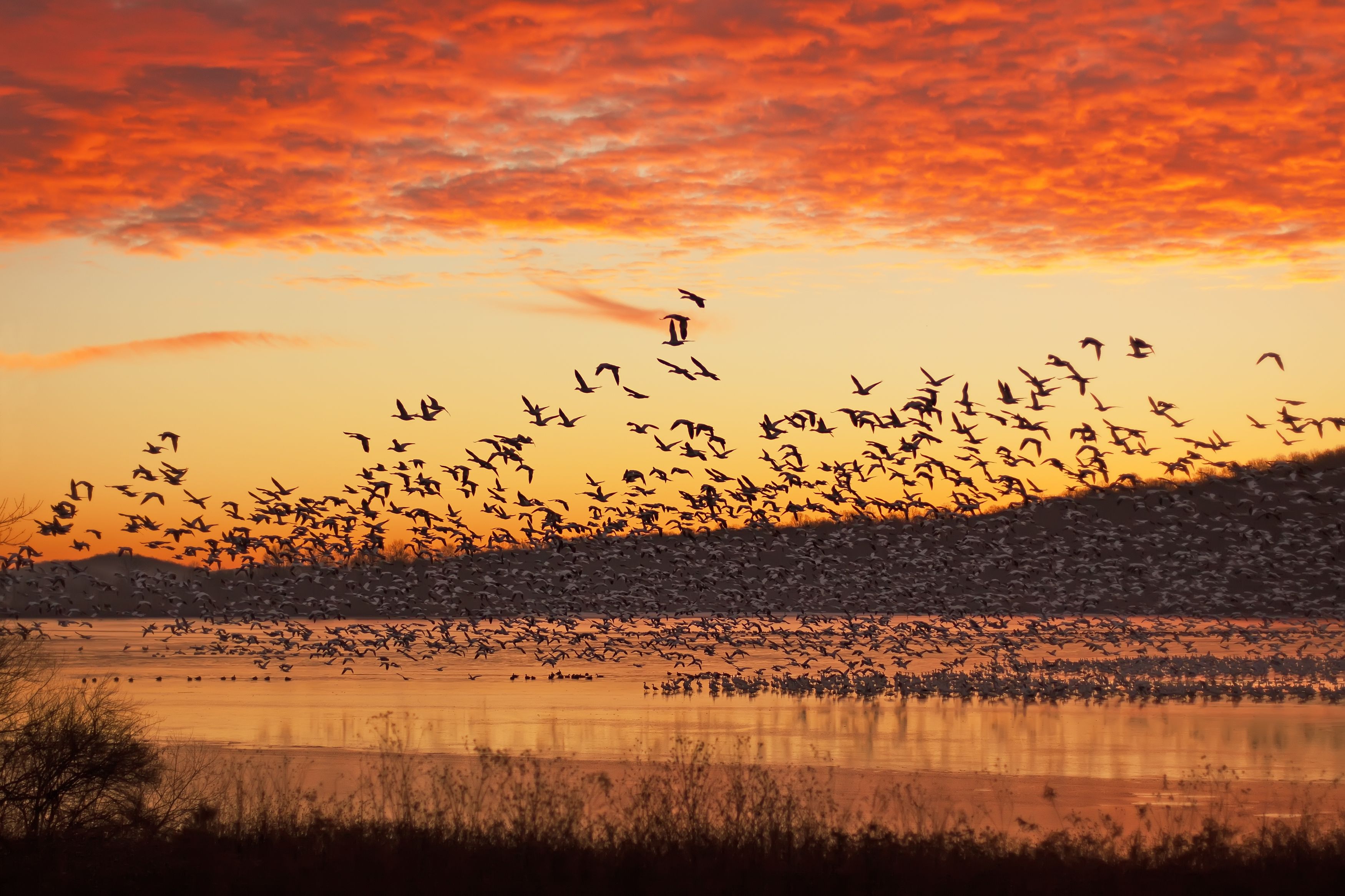 BirdLife DataZone