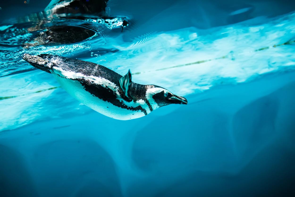 Tools overview | BirdLife DataZone