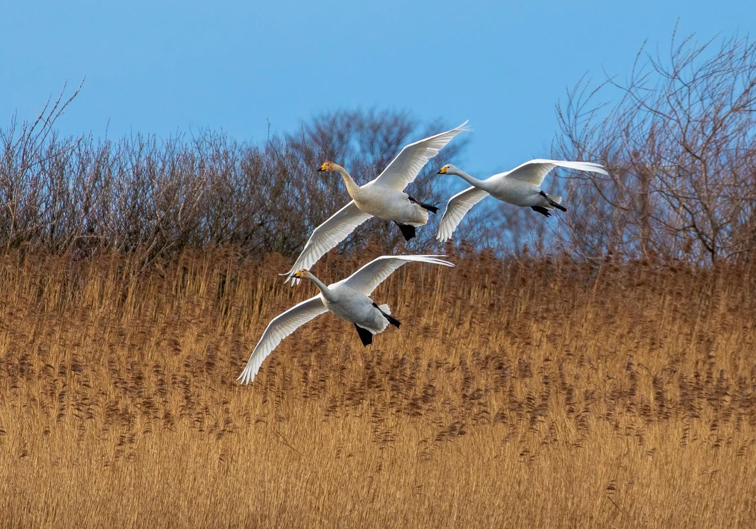 Tools overview | BirdLife DataZone