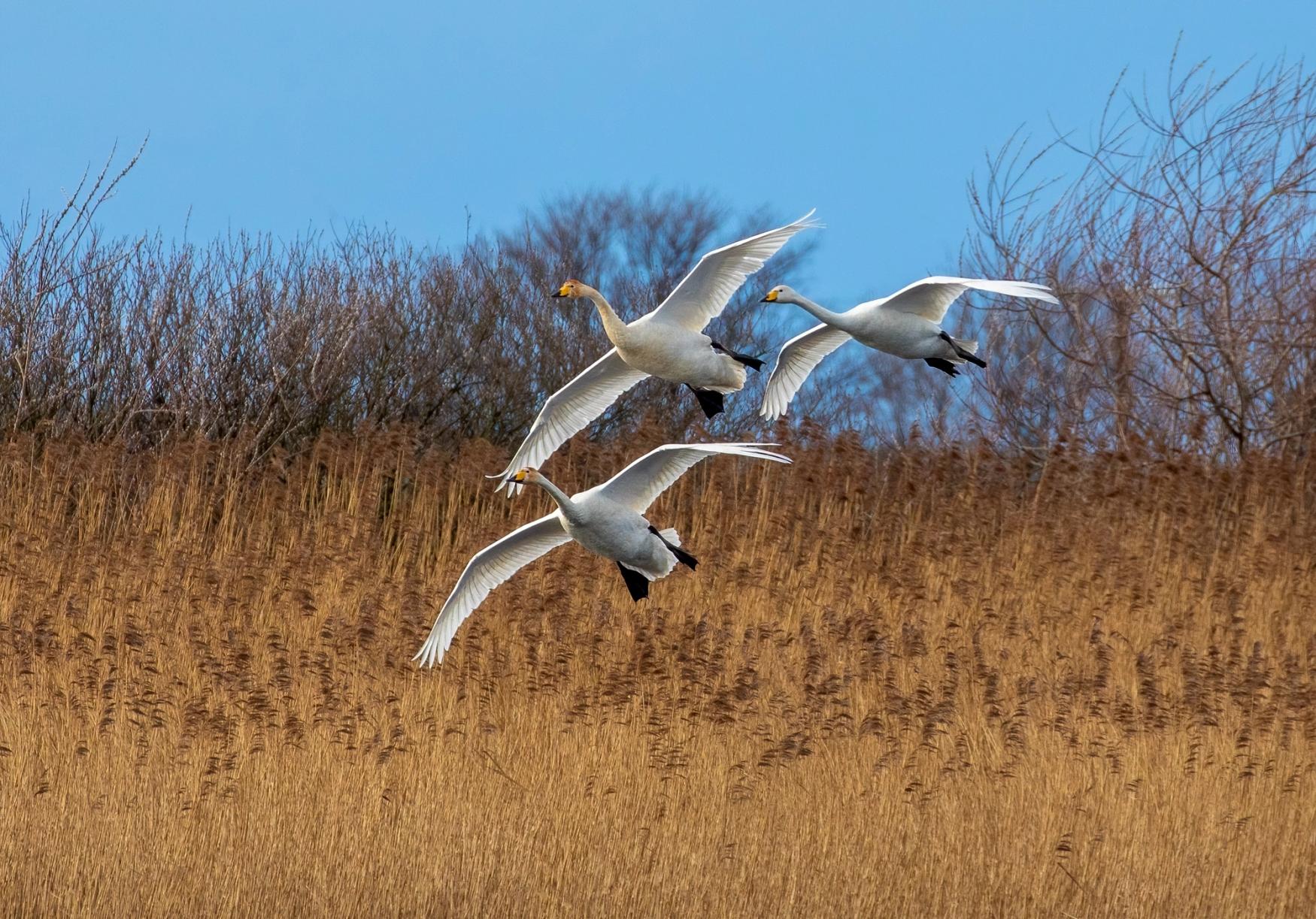 Tools overview | BirdLife DataZone