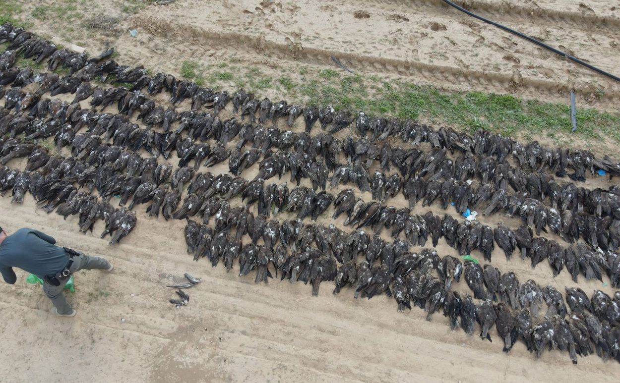 Pesticides can cause mass poisoning of birds | BirdLife DataZone