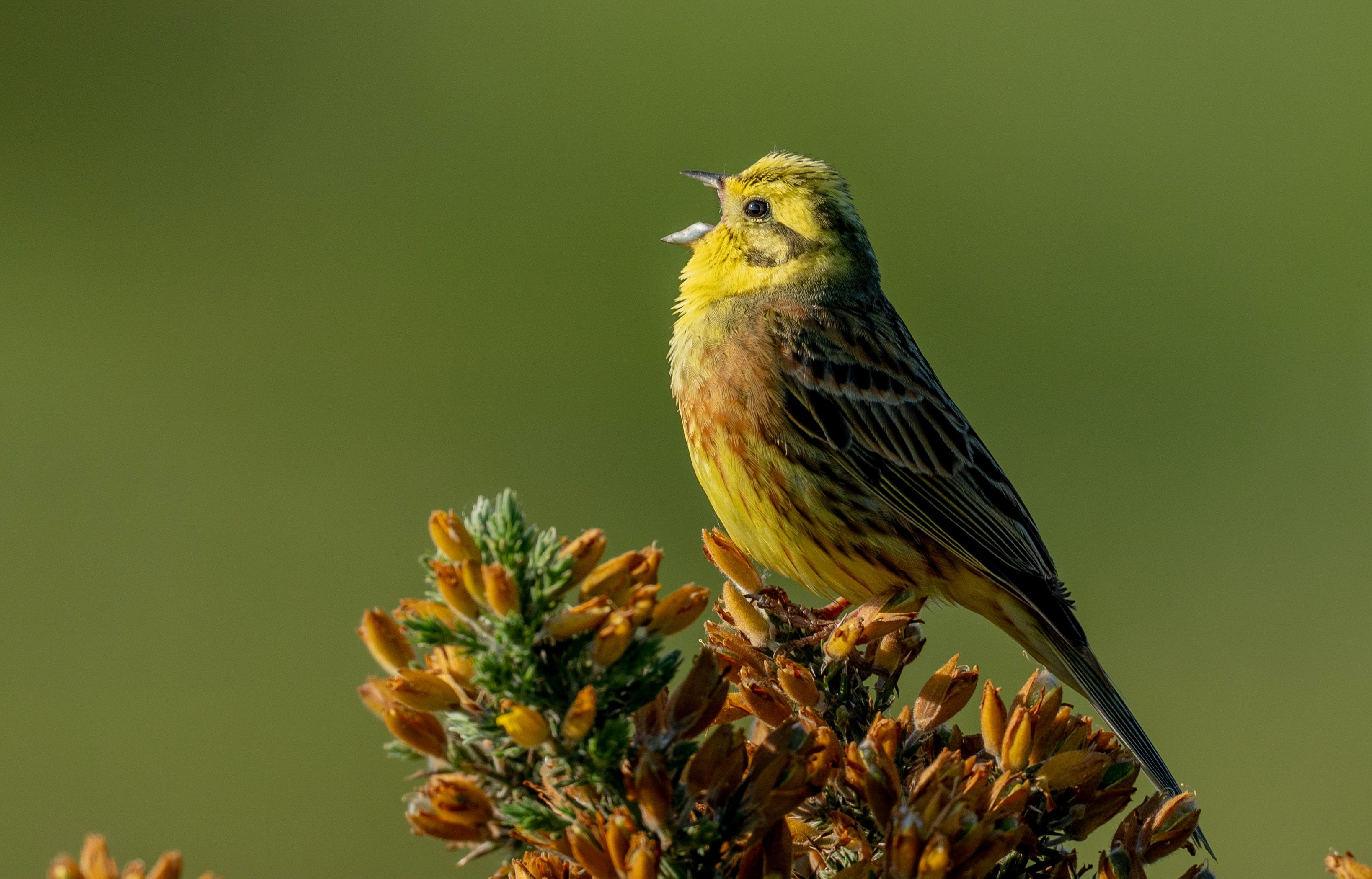 Nearly half of Europe's birds have an unfavourable conservation status ...