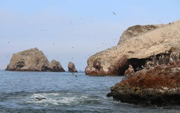 Seabird guano, especially from Peru, transformed western agriculture in ...