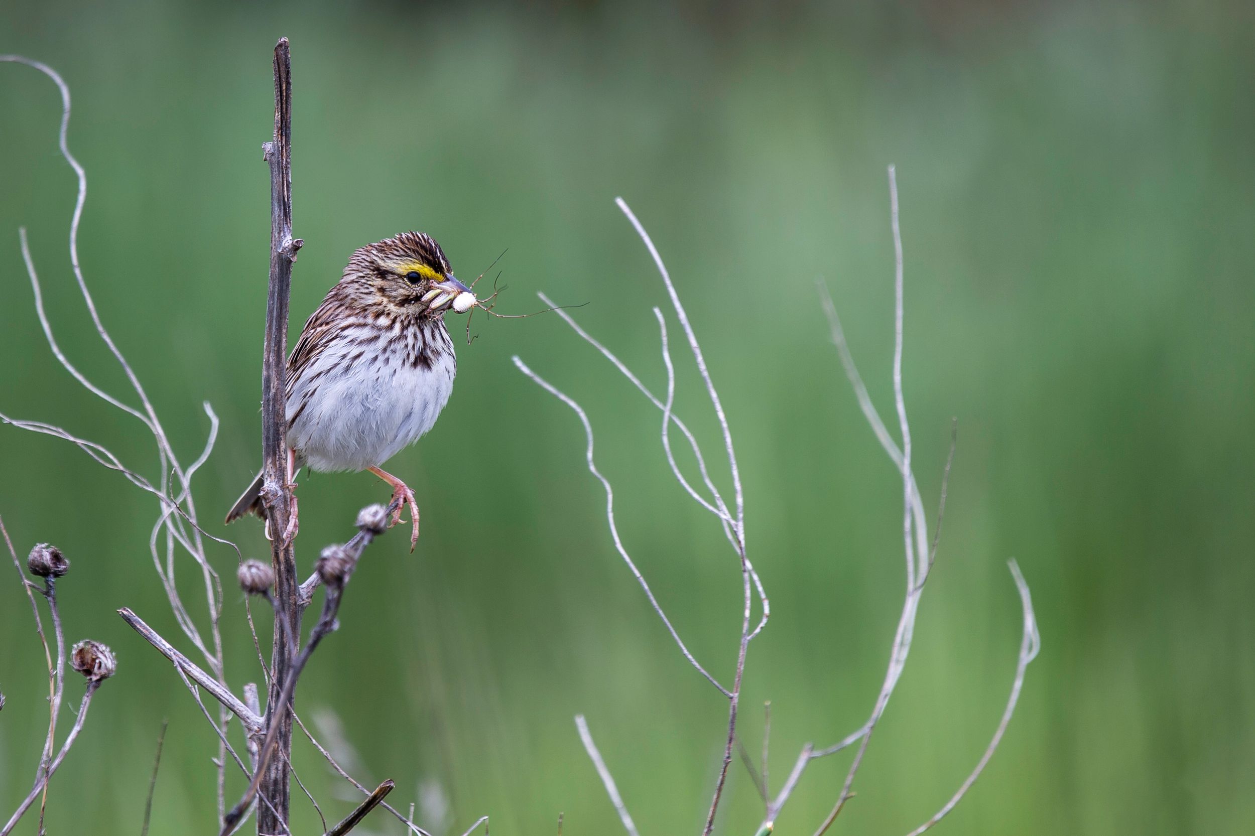 North American birds are declining in nearly every habitat, with a net ...